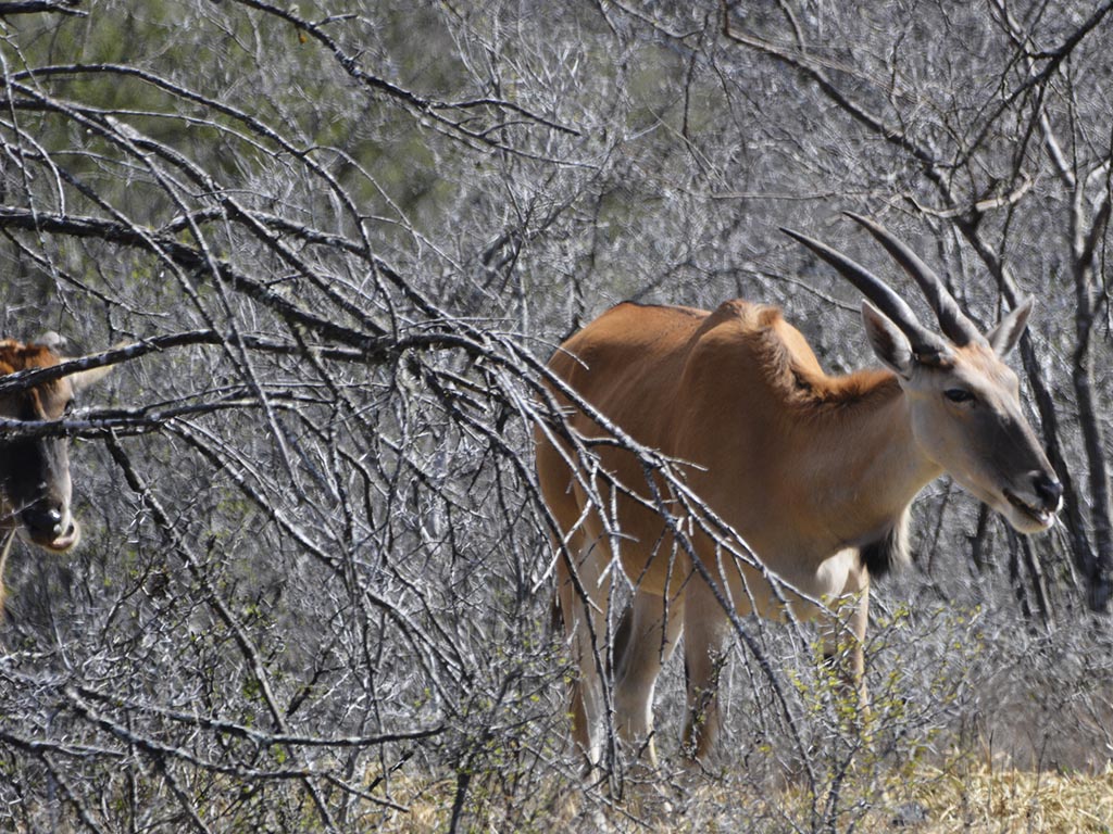 Exotics - CROSS T RANCH TEXAS, LLC